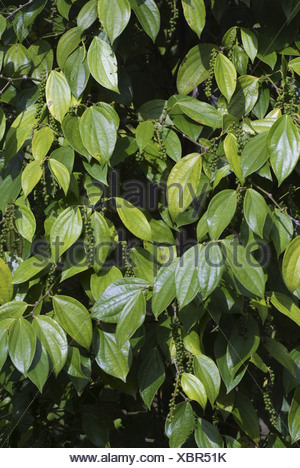 Piper Nigrum, Pepper. Family: Piperaceae. An evergreen climber which ...