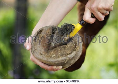 Cleaning out a horse's hoof with a hoof pick in close up Stock Photo ...
