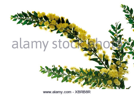 Hedge Wattle, Kangaroo Thorn (Acacia armata, Acacia paradoxa Stock ...