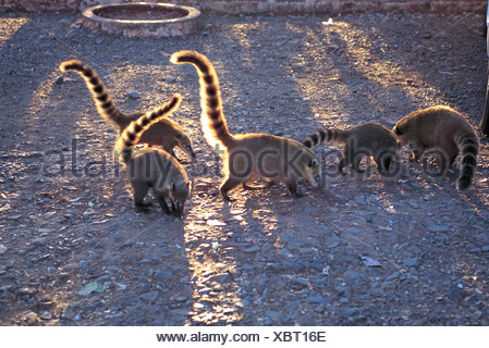 Amazon Brazil Group of coatis Coatimundi Nasua nasua Rio Grande do ...