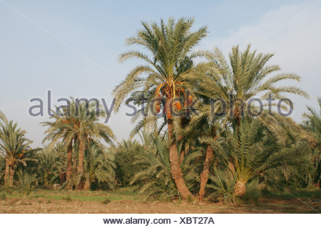 Egypt - Sahara Desert, irrigation in a field of land reclamation Stock ...