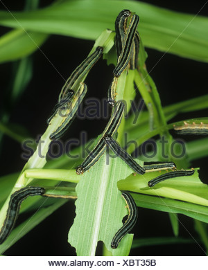 African armyworm Spodoptera exempta caterpillars feeding on a maize ...