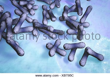 Corynebacterium diphtheriae, computer illustration. C. diphtheriae is ...