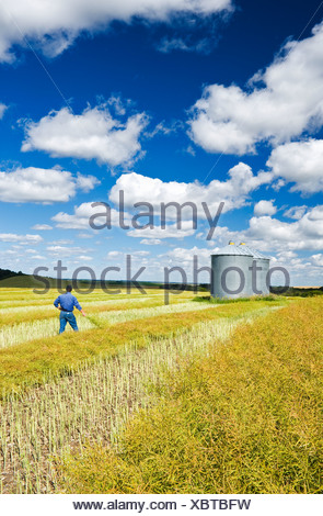 top view of a farm and its crops, field background agricultural ...