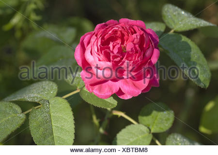 Shrubs of blooming Damask Roses (Rosa damascena) in front of a Kasbah ...