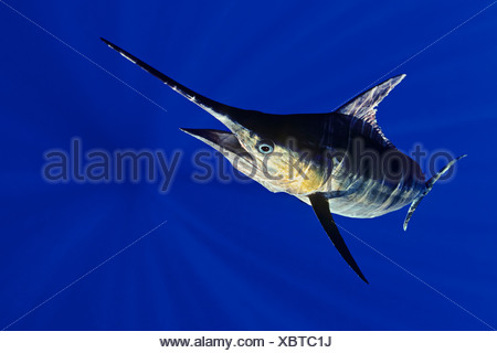 Blue Marlin Makaira nigricans Kona Coast Big Island Pacific Ocean Stock ...