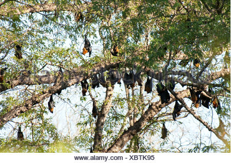 Flying Fox, Pteropus rufus, Berenty Reserve, Madagascar, Africa Stock ...