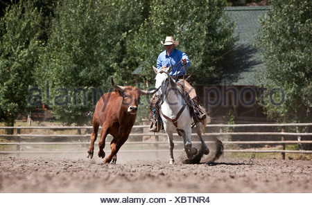 Cowboy wrangler moving cattle in corral, ranching, Montana USA Stock ...