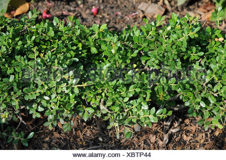 Japanese holly (Ilex crenata), garden bonsai Stock Photo - Alamy