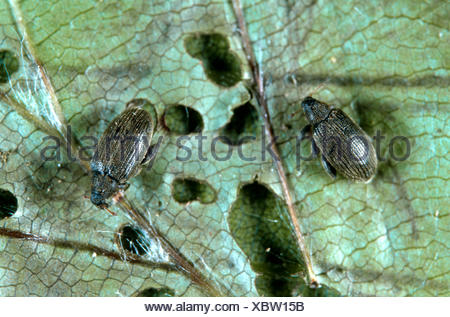Beech flea weevil, Beech leaf mining weevil, Beech leafminer Stock ...