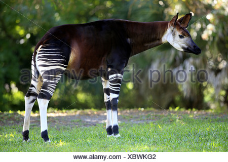 weiblich - female okapi okapis giraffidae mammal mammals animal Stock ...