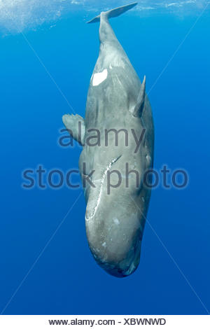 Sperm Whale (Physeter macrocephalus, Physeter catodon), drawing show Stock Photo - Alamy