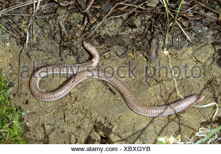 European blind snake, Greek blind snake, worm snake (Typhlops Stock ...