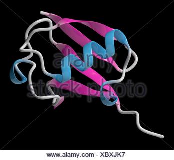 Ubiquitin protein molecule. Molecular tag that indicates proteins Stock ...