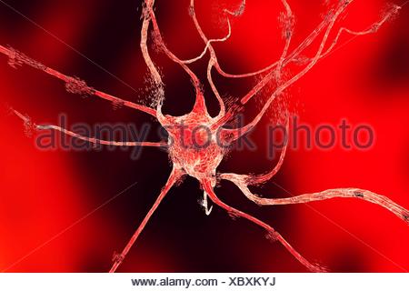 Apoptosis of a neuron, computer illustration. Apoptosis (programmed ...