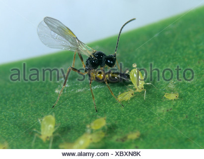 Parasitoid wasp (Aphidius ervi) laying eggs, ovipositing, in aphid ...