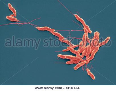 Campylobacter jejuni bacteria. Coloured scanning electron micrograph ...