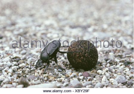 dung beetle (Sisyphus schaefferi), with dung bowl Stock Photo: 10414567 ...