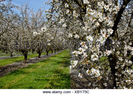 Almond Orchards in bloom near Ripon, California, United States Stock ...
