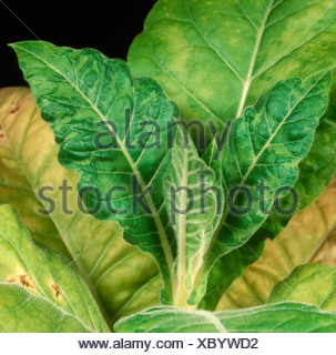 Tobacco mosaic virus TMV symptoms of islands of chlorosis seen in a ...