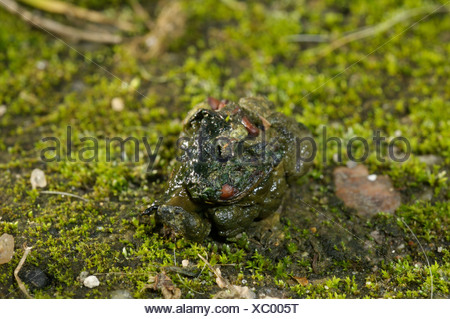 HEDGEHOG DROPPINGS Stock Photo - Alamy