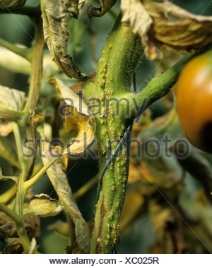 Adventitious roots caused by a bacterial infection Pseudomonas Stock ...