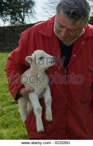 Senior man holding lamb Stock Photo: 76841371 - Alamy