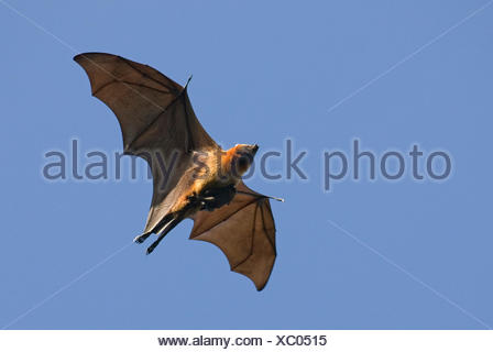 Madagascar fruit bat / flying fox (Pteropus rufus) Berenty Reserve ...