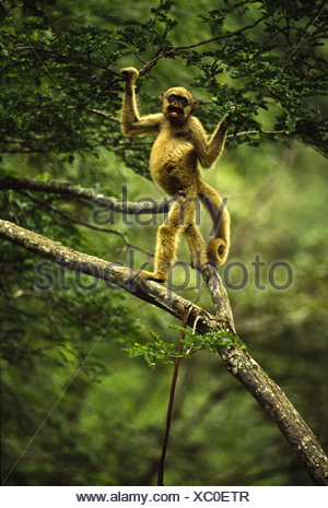 Wooly spider monkey Endangered animal specie Former latin name Stock ...