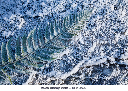 Fern frond green covered with frost freezing cold ice winter hoar hard ...