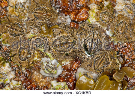 Arthopyrenia (Arthopyrenia halodytes, Pyrenocollema halodytes Stock ...