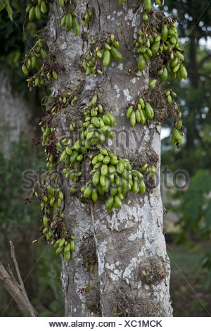 asia asian balimbing bilimbi blim-blim bimbli belimbing blimbling Stock ...