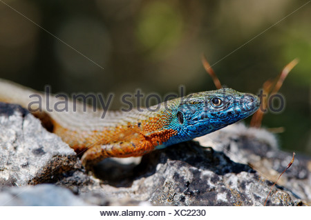 lizard, lizards, Dalmatian Algyroides, Algyroides nigropunctatus Stock ...