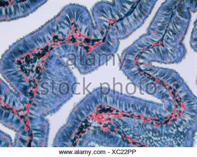 Fallopian tube. Light micrograph (LM) of a section through a Stock ...