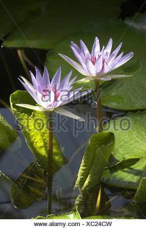 Water Lily (Nymphaea nouchali var. caeulea) Close-up view of flower ...