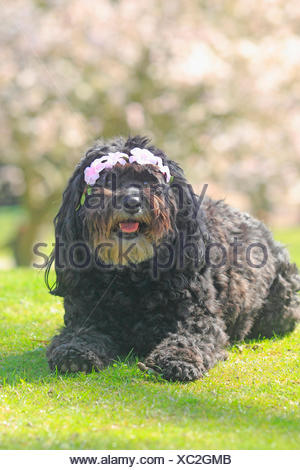 Mixed-breed dog (Poodle x Bouvier des Flandres) lying on a lawn Stock ...