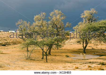 Israel, Negev Desert Tamarix (tamarisk, salt cedar) trees Stock Photo ...