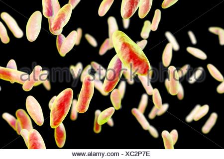 Brucella bacteria, illustration. Brucella is a Gram negative, non ...