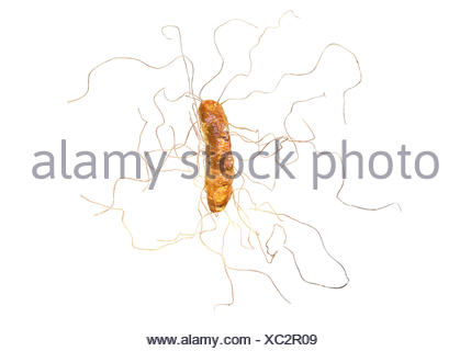 Clostridium difficile bacterium with peritrichous flagella, computer ...