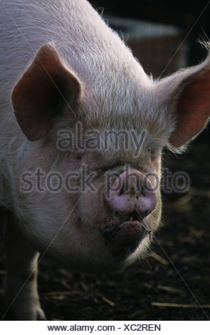 Domestic Pig Middle White boar eighteen-month old Stock Photo - Alamy