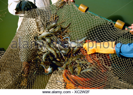 Harvesting giant freshwater prawns (Macrobrachium rosenbergii) at a ...