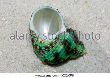 Green Turbo Snail Stock Photo: 14894607 - Alamy