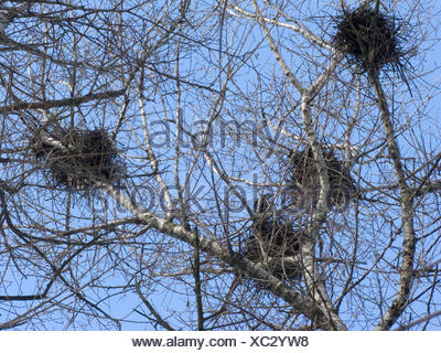 Crows nests in trees Stock Photo: 55833264 - Alamy