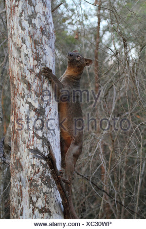 fossa (Cryptoprocta ferox), climbing a tree, largest predator of ...