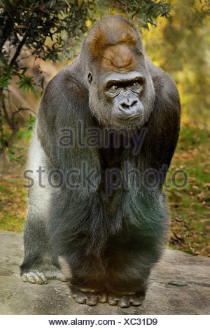 Gorilla, adult male silverback, full body, standing with knuckles on ...