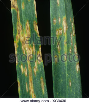 Septoria leaf spot (Septoria tritici) lesions, pycnidia, & spores on ...