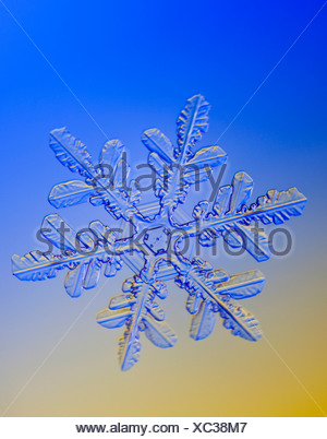 Photo-microscope view of a snowflake with a star shape Stock Photo - Alamy