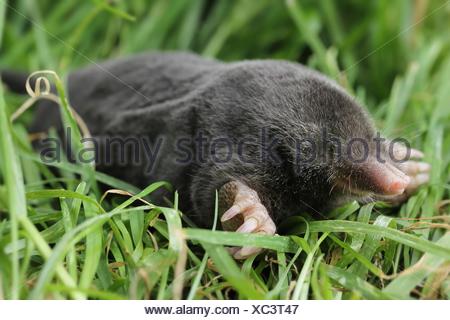 mole moles insectivore insectivores mammal mammals animal animals Stock ...