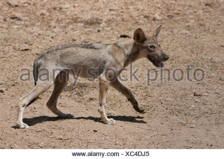 Arabian wolf (aka desert wolf Canis lupus arabs). This wolf is Stock ...