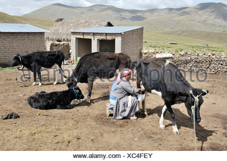 Dairy cow farming, woman milking cow, Altiplano Bolivian highland Stock ...